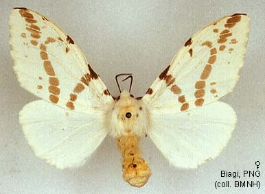 Papua Insects Foundation (Lepidoptera/Erebidae/Arctiinae/Lemyra avola)